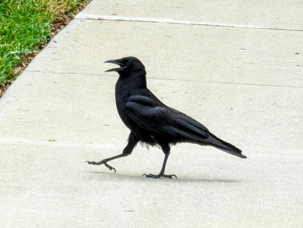 American Crow from Jacksonville, FL 32256, USA on April 29, 2023 at 03: ...