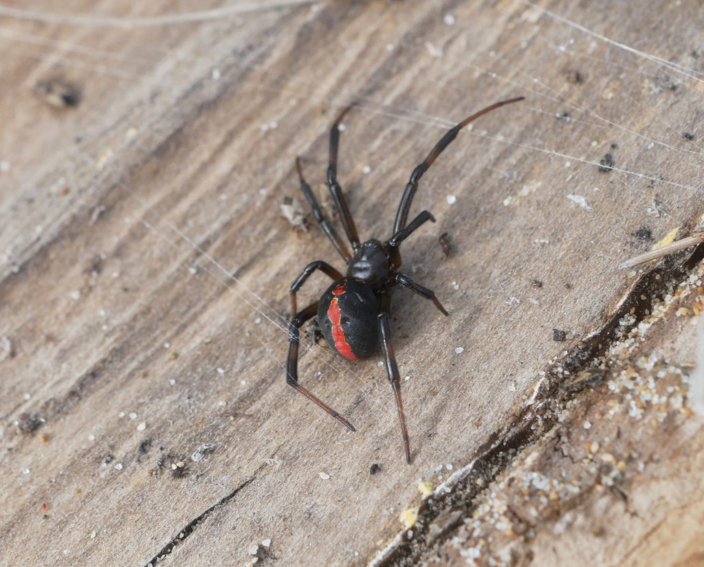 Katipō from Ocean Beach, New Zealand on April 28, 2023 at 11:43 AM by ...