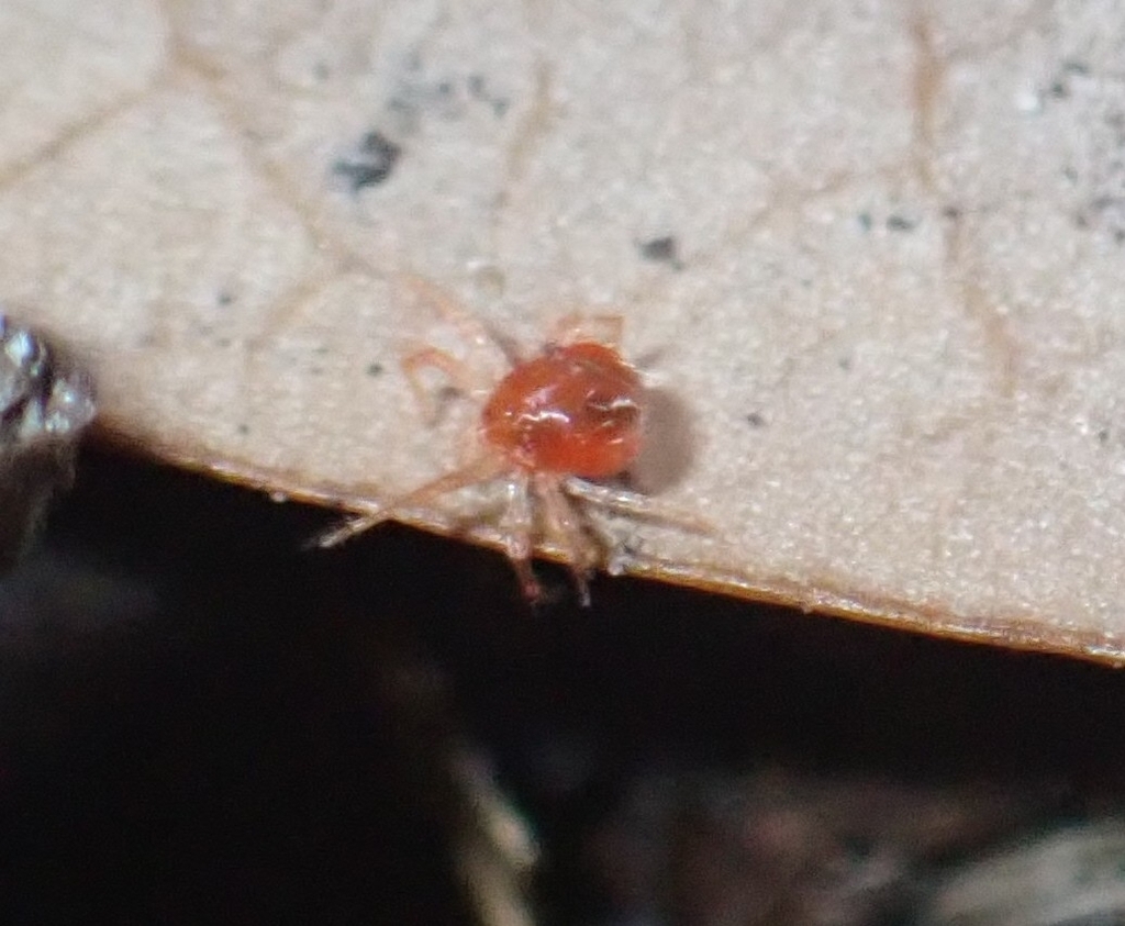 Whirligig Mites from Peter and Nancy Huff House, Houston, TX 77005, USA ...