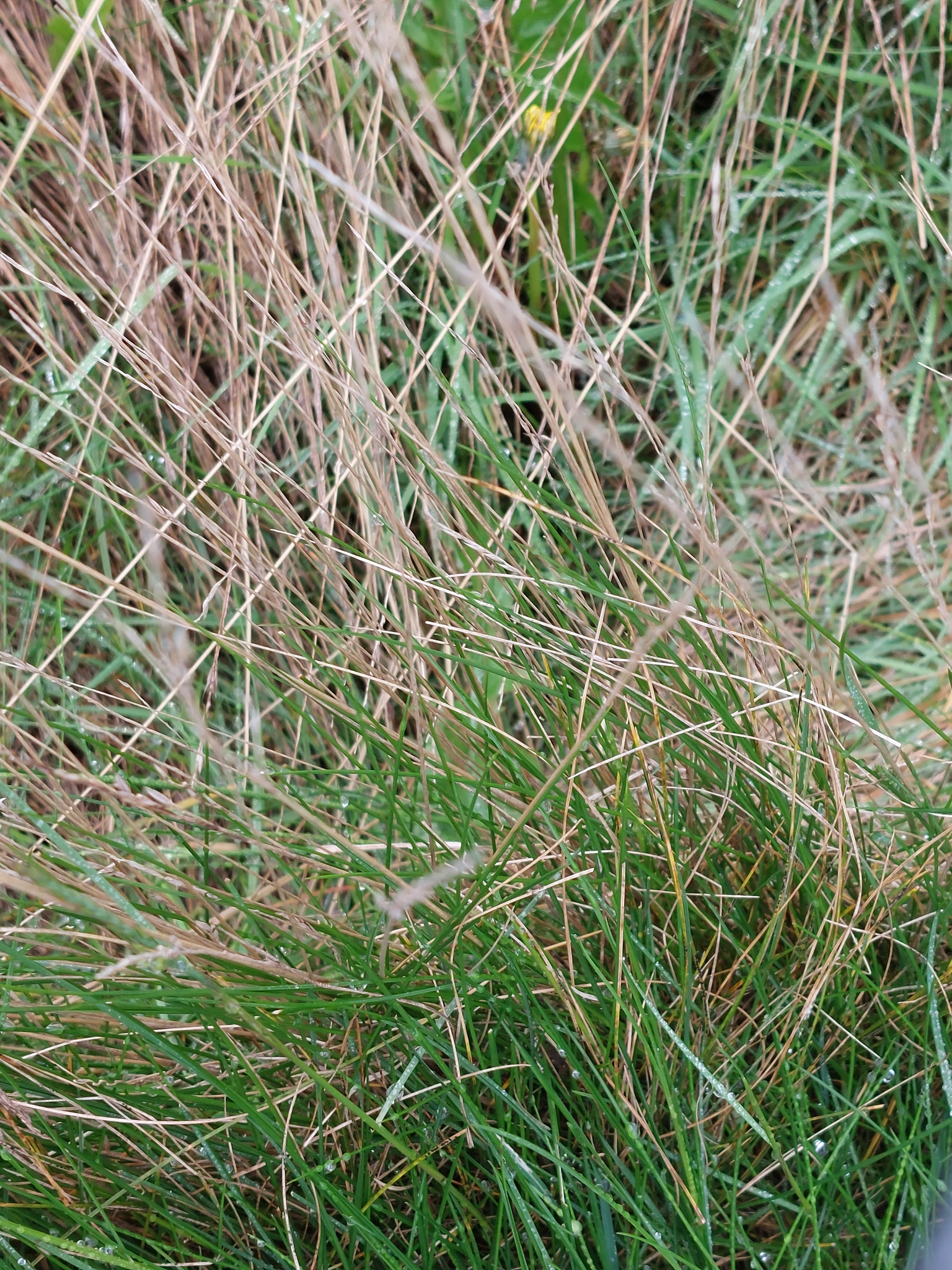 Festuca rubra L.