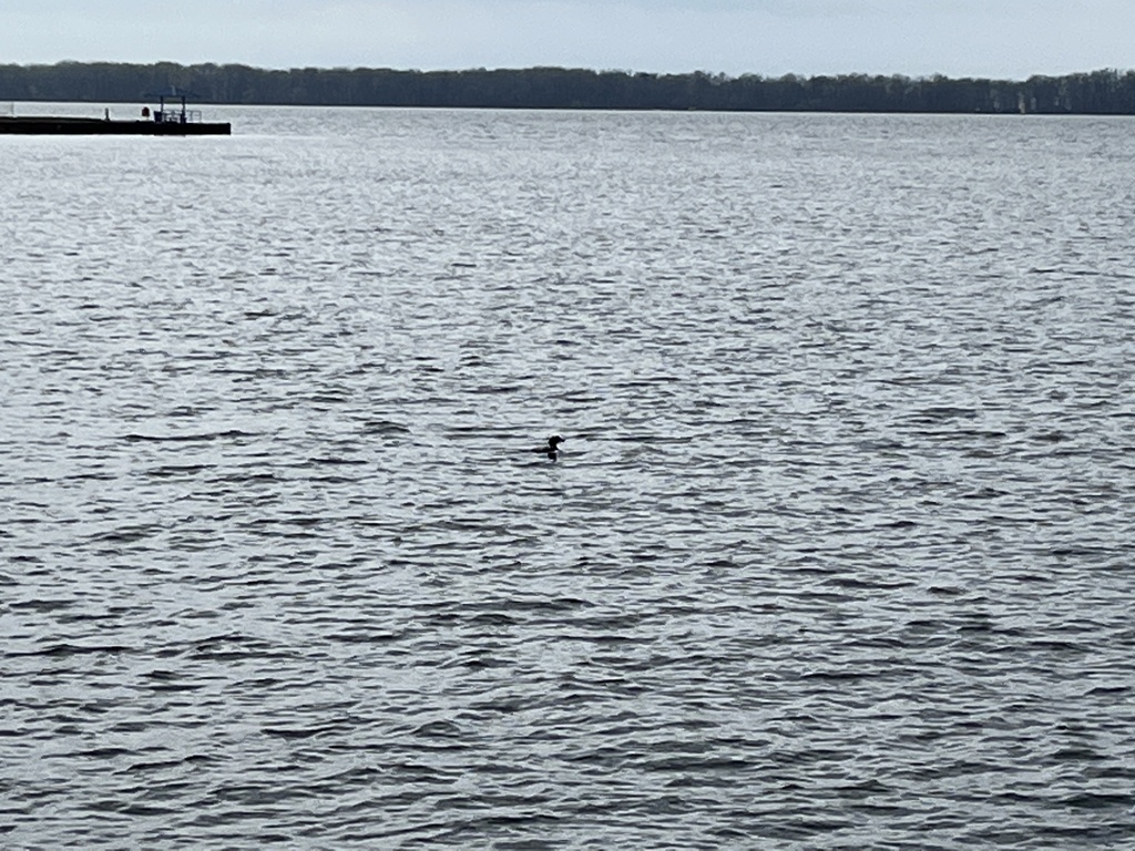 Common Loon from W Bayfront Pkwy, Erie, PA, US on April 29, 2023 at 05: ...