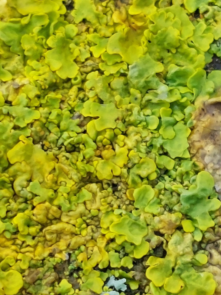 Sunburst Lichens from Kingston upon Hull, England, United Kingdom on ...