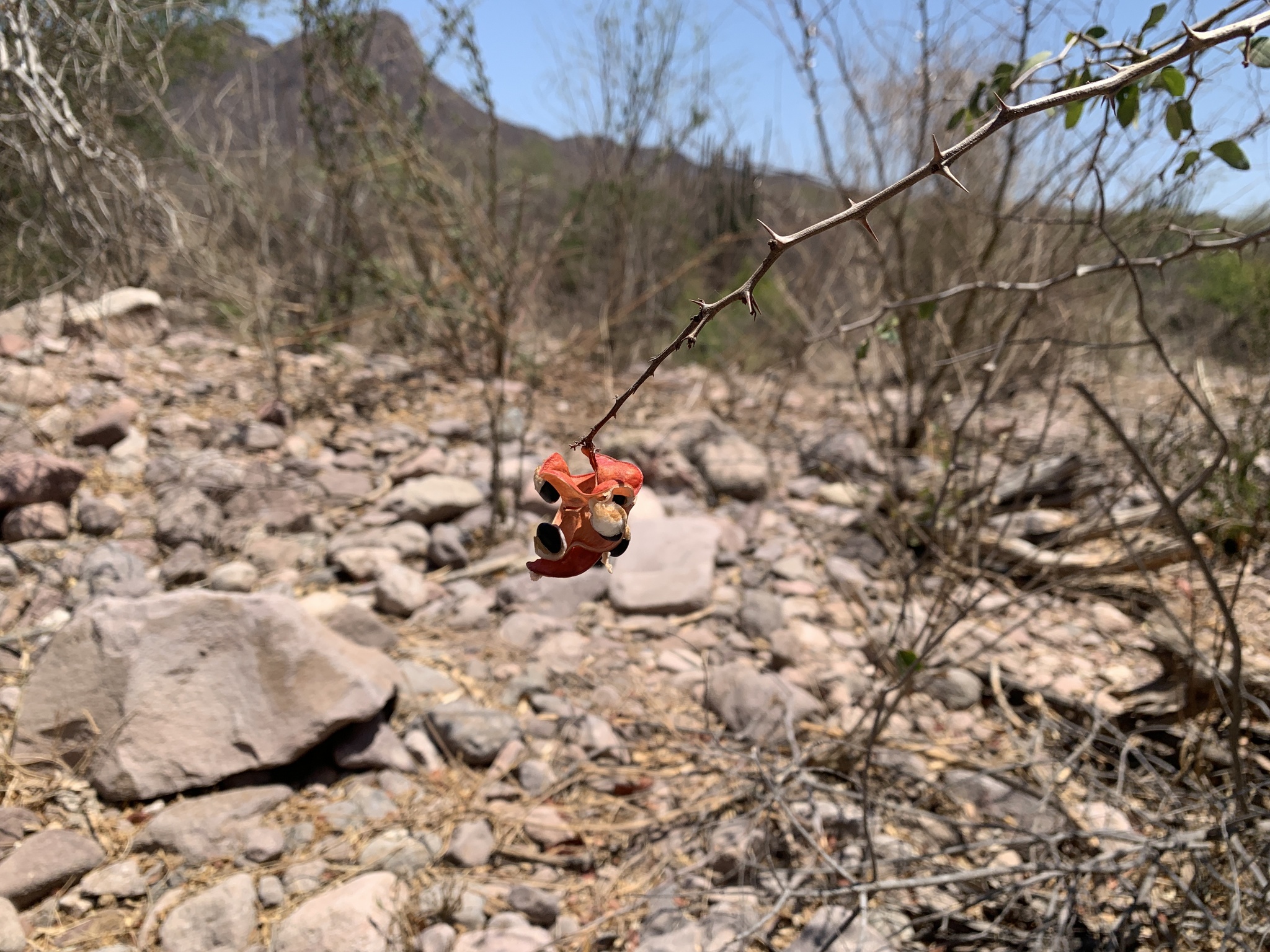 Pithecellobium unguis-cati (L.) Benth.