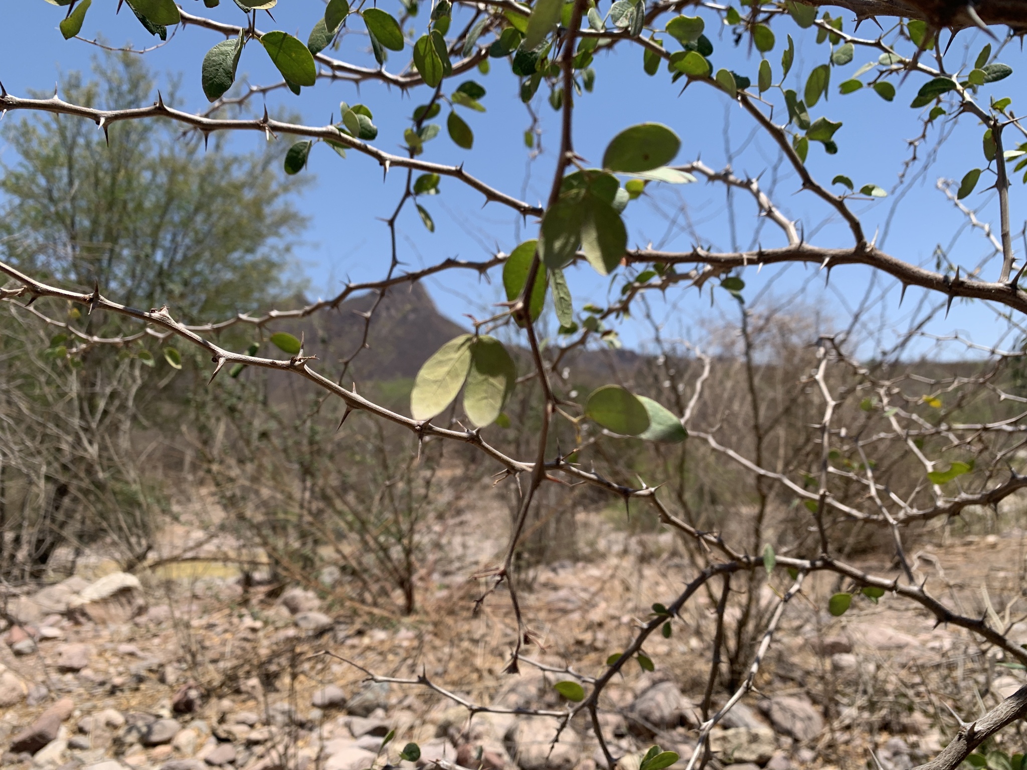 Pithecellobium unguis-cati (L.) Benth.