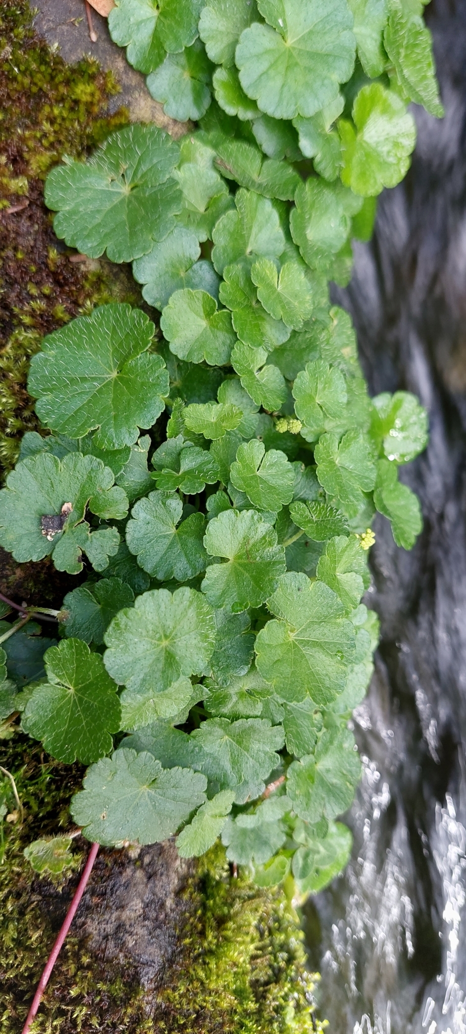 Hydrocotyle bonplandii A.Rich.