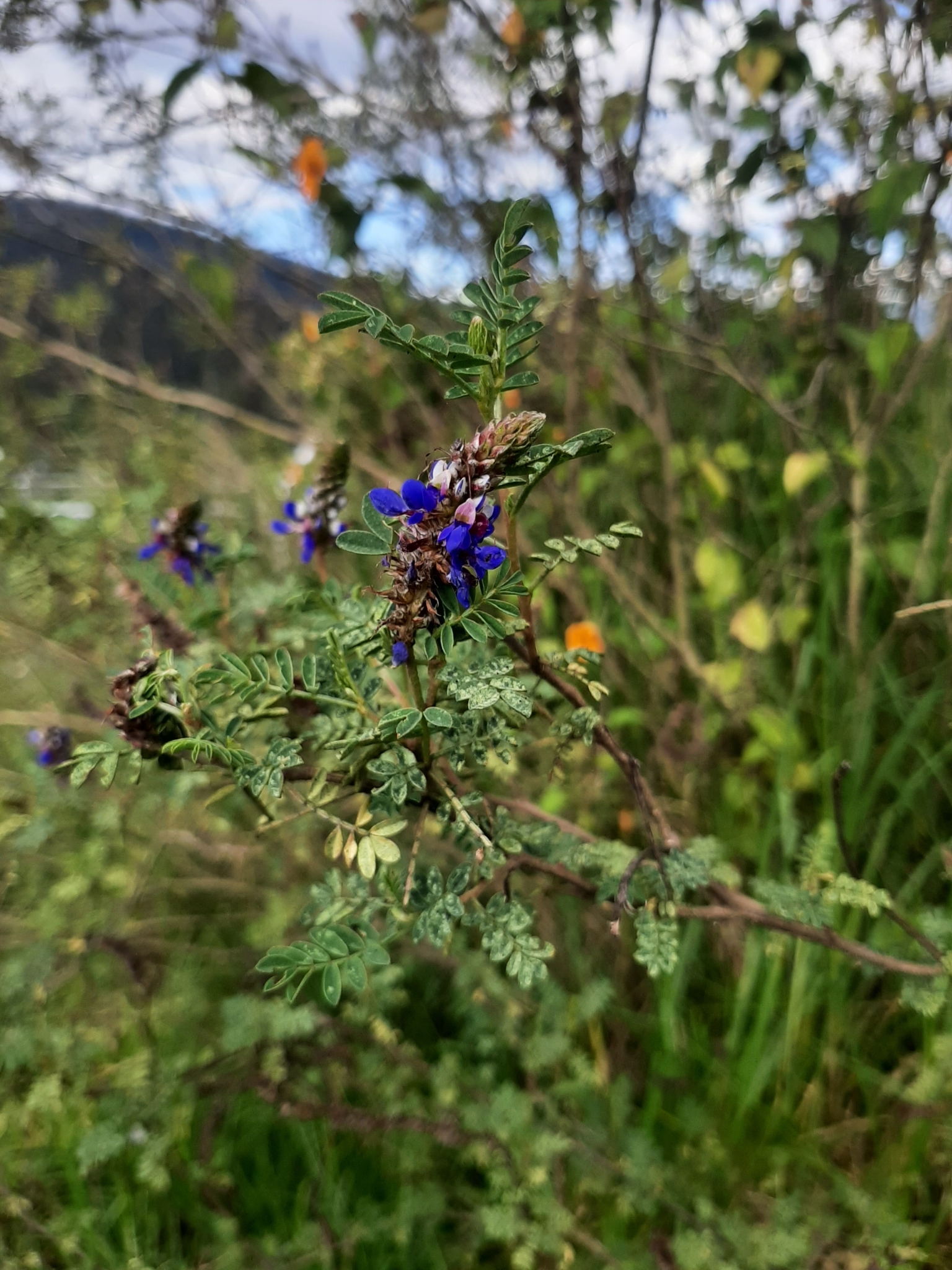 Dalea coerulea (L.f.) Schinz & Thell.
