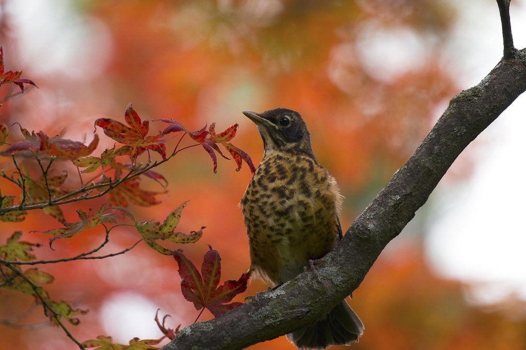 American Robin from Mount Pleasant East, Toronto, ON, Canada on July 8 ...