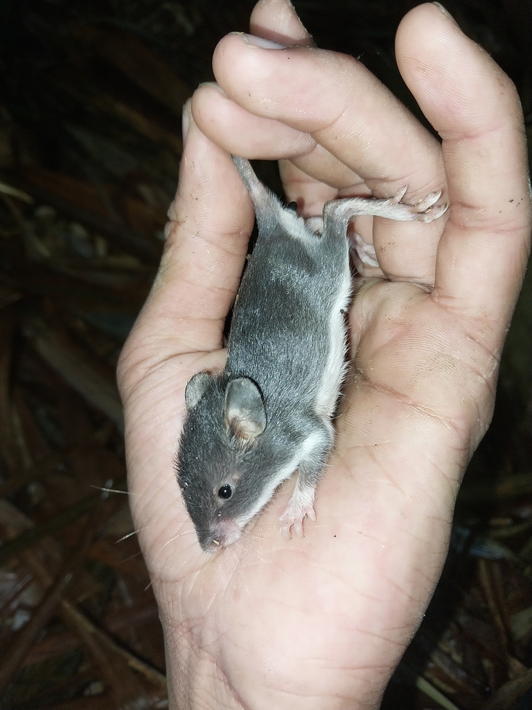 Trinidad Spiny Pocket Mouse from Tunapuna/Piarco Regional Corporation ...
