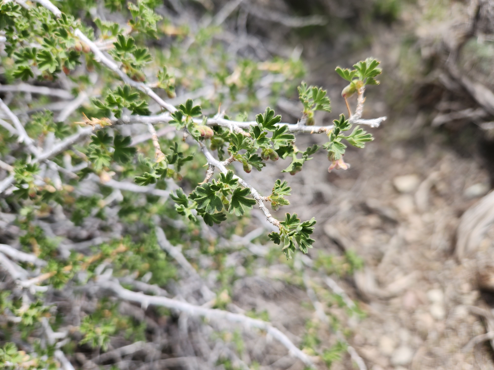 Ribes velutinum Greene