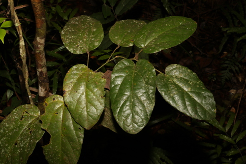 Hypserpa decumbens · iNaturalist