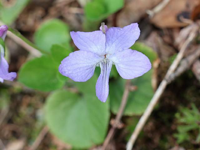 Labrador violet from Ward Pound Ridge, Cross River, NY 10518, USA on ...