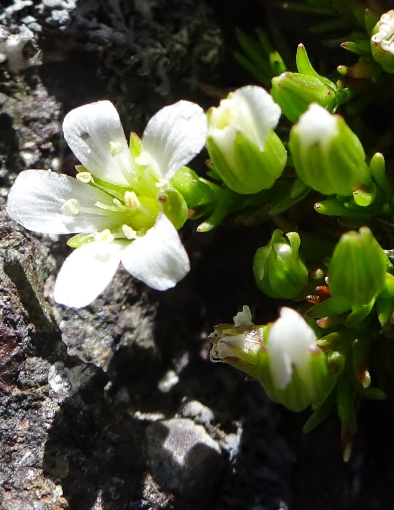olympic sandwort from Clallam County, WA, USA on June 11, 2019 at 11:02 ...