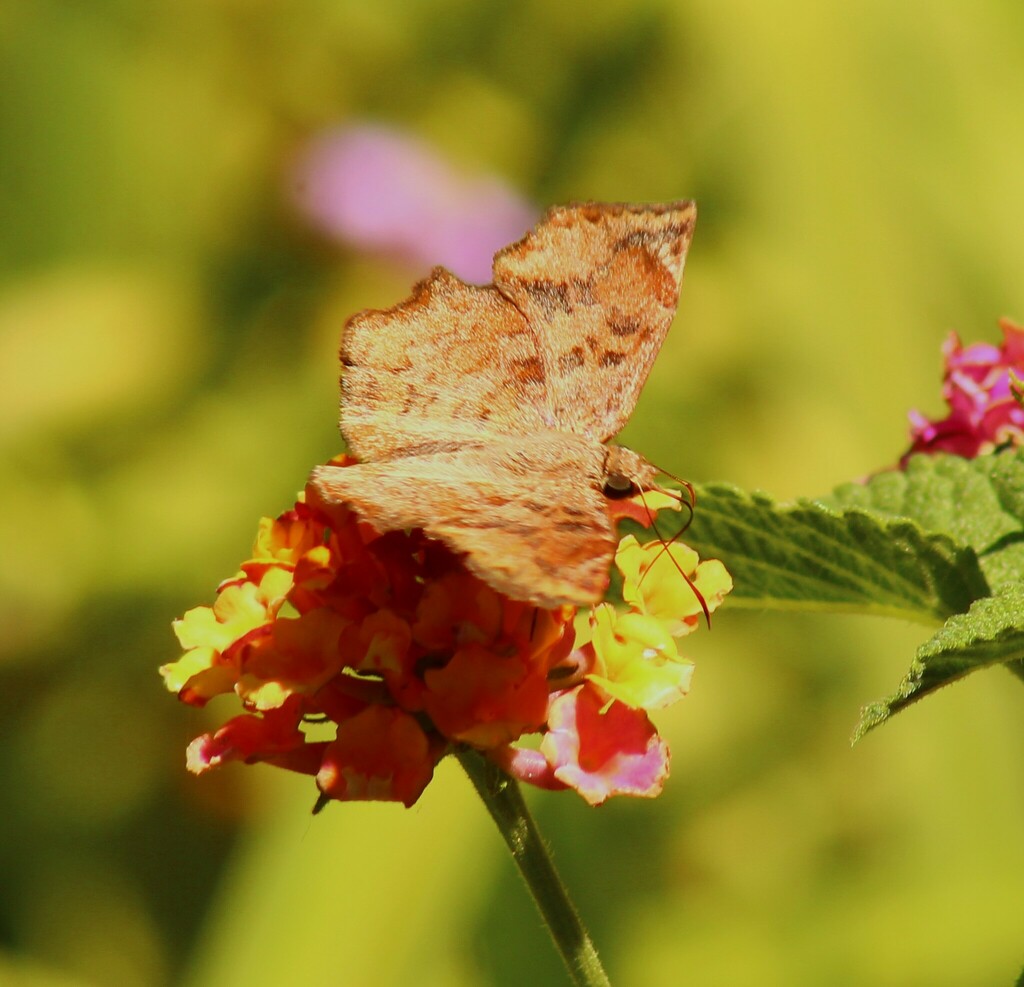 Common Spurwing from Municipio de Chapala, Jal., México on April 29 ...