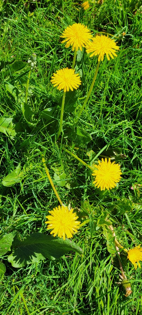 common dandelions from Grass Lawn, Redmond, WA, USA on April 29, 2023 at 01:34 PM by Mitch ...