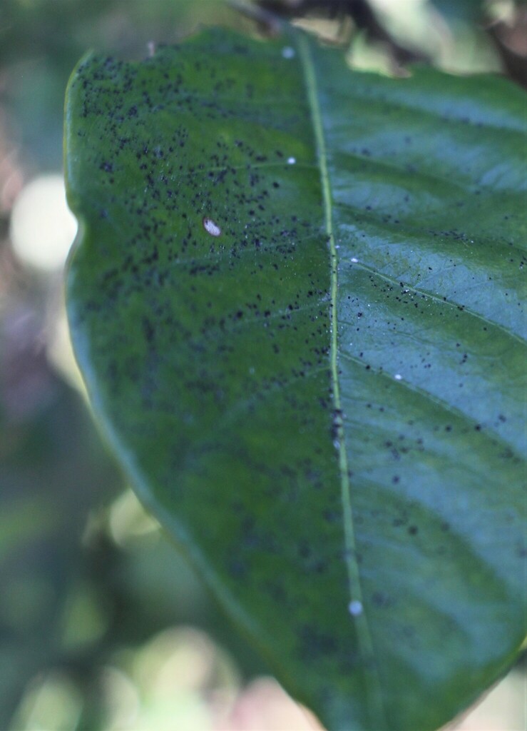 Capnodium from Villa Luro, CABA, Argentina on April 29, 2023 at 03:39 ...