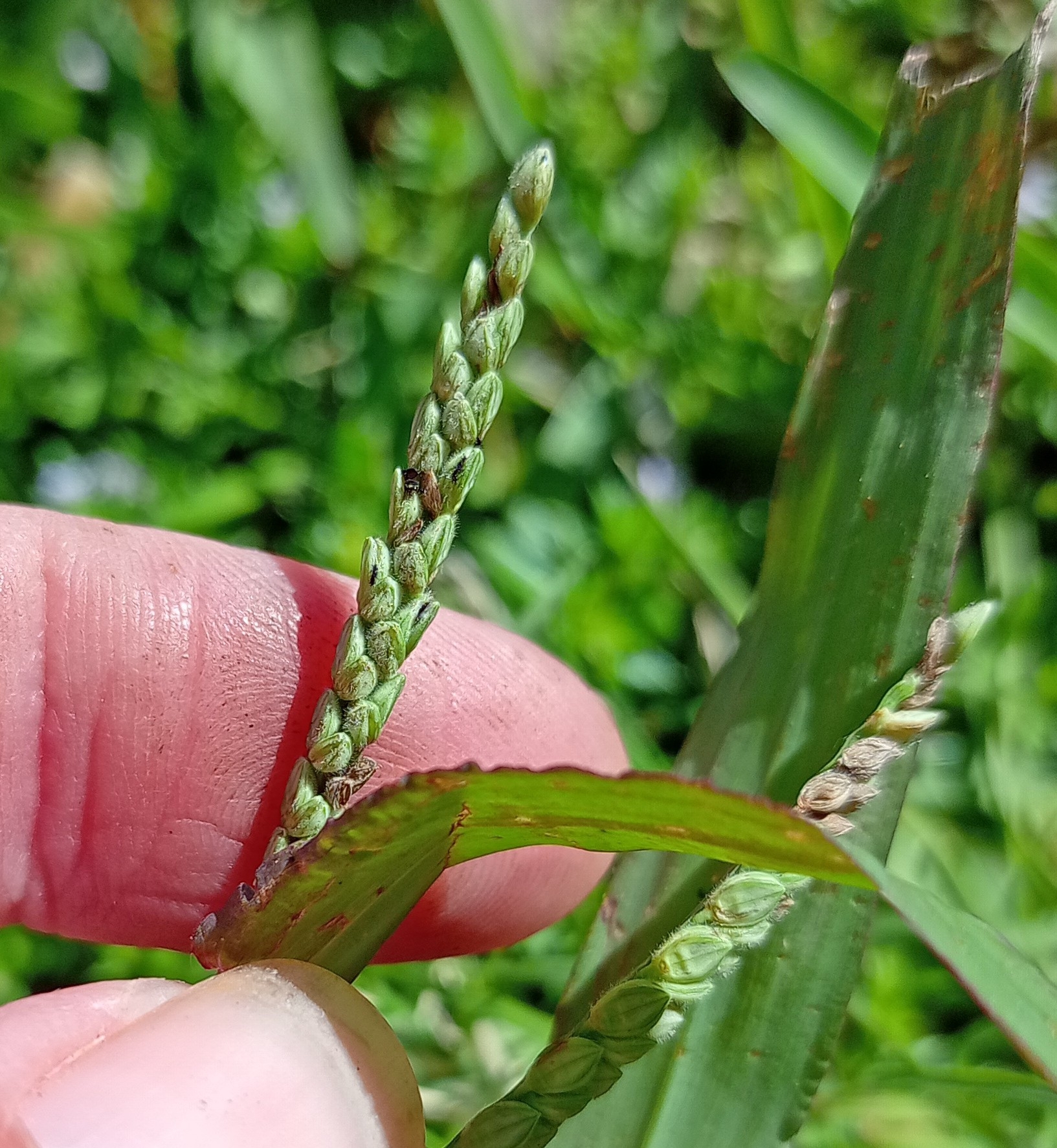 Paspalum pubiflorum Rupr. ex E.Fourn.