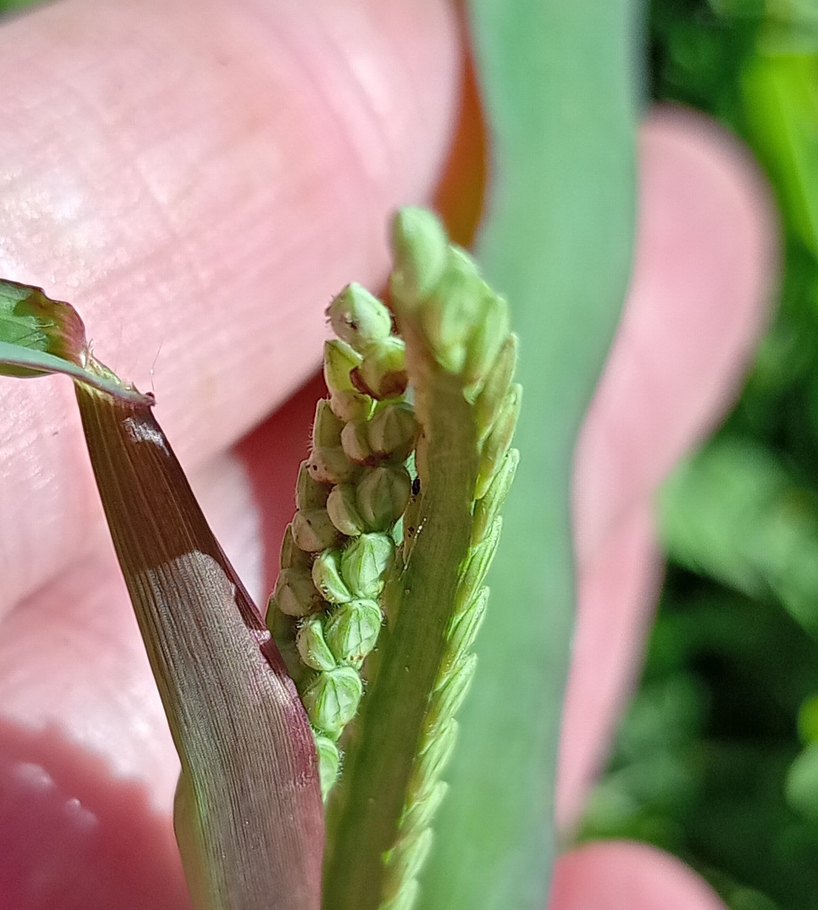 Paspalum pubiflorum Rupr. ex E.Fourn.