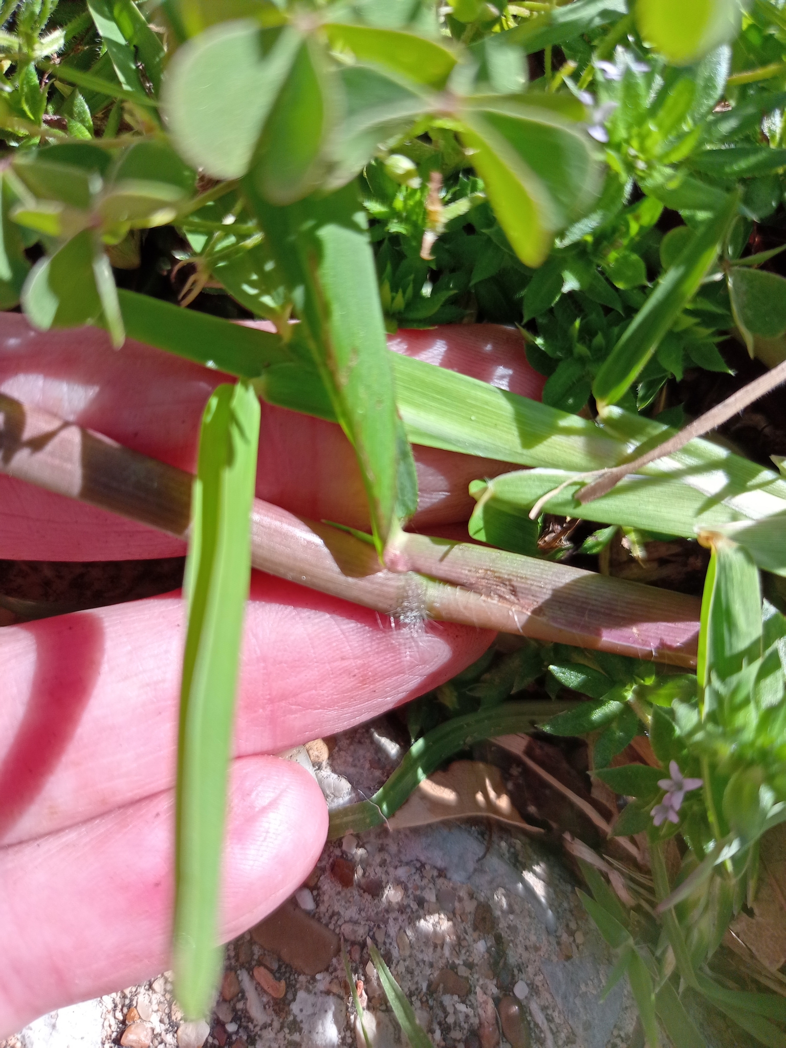 Paspalum pubiflorum Rupr. ex E.Fourn.