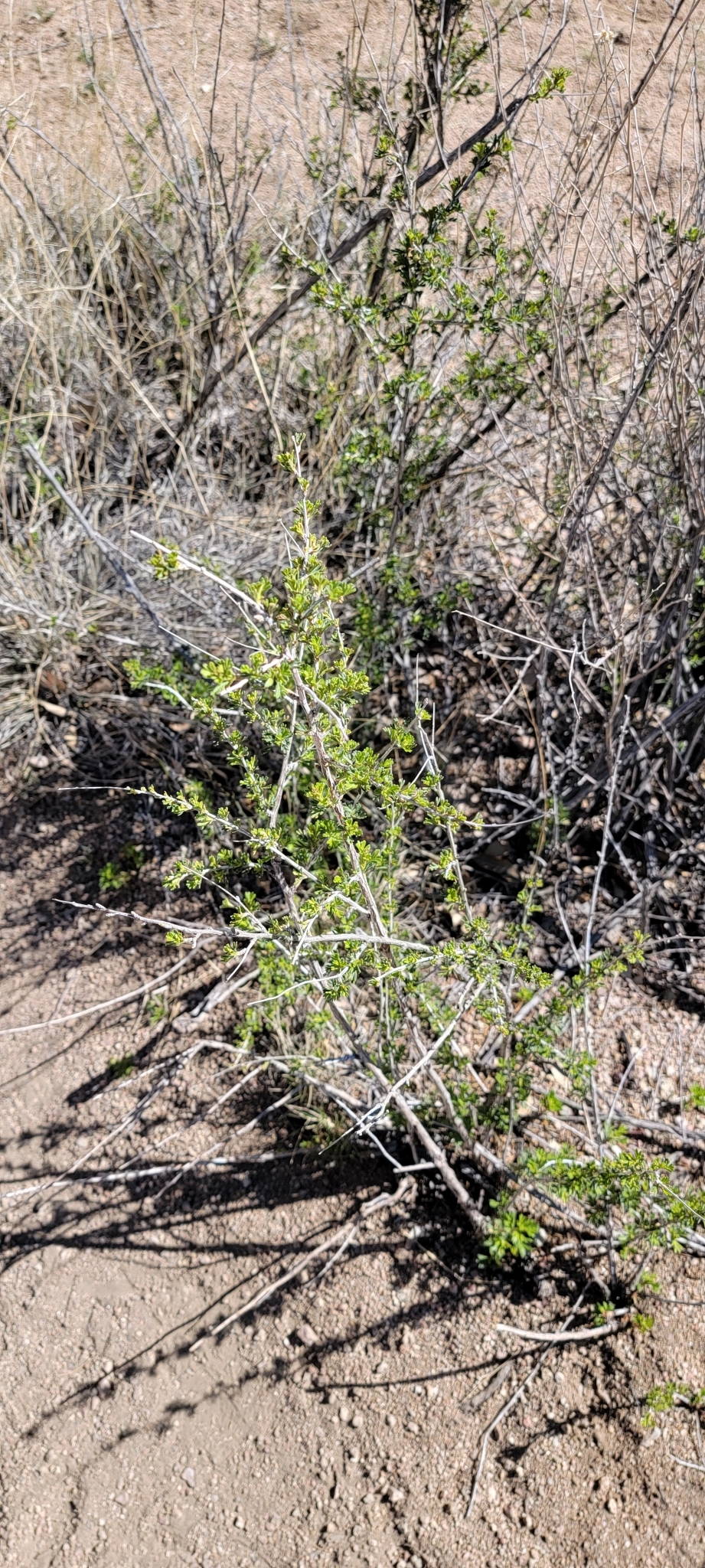 Fallugia paradoxa (D.Don) Endl.