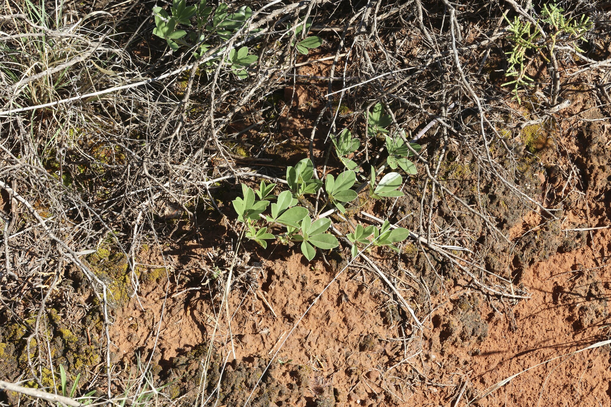 Pediomelum cuspidatum (Pursh) Rydb.