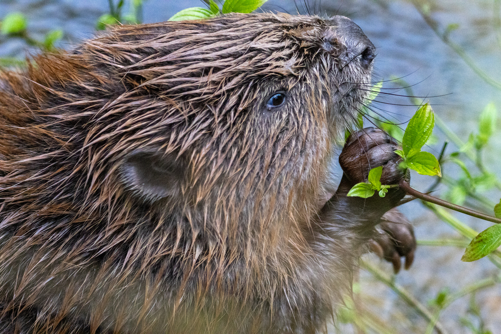 Eurasian Beaver (Castor fiber) - Know Your Mammals