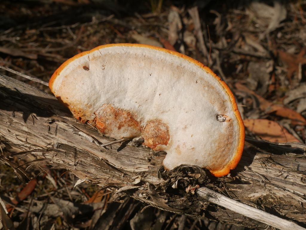 Southern Cinnabar Polypore from Monarto South SA 5254, Australia on ...