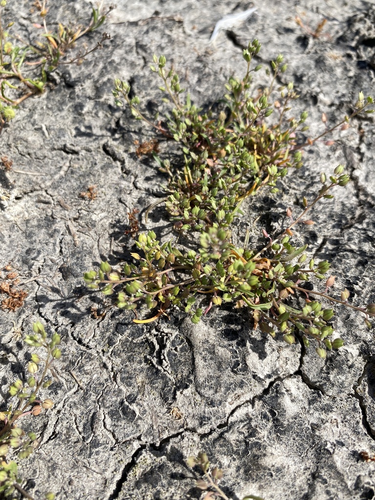 Sharp-pod Pepper-grass from Don Edwards San Francisco Bay National ...