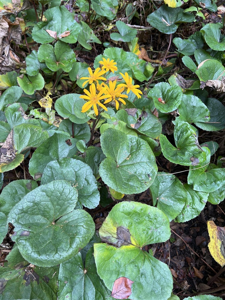 Leopardplant from Wellington Botanic Garden, Wellington, Wellington, NZ ...