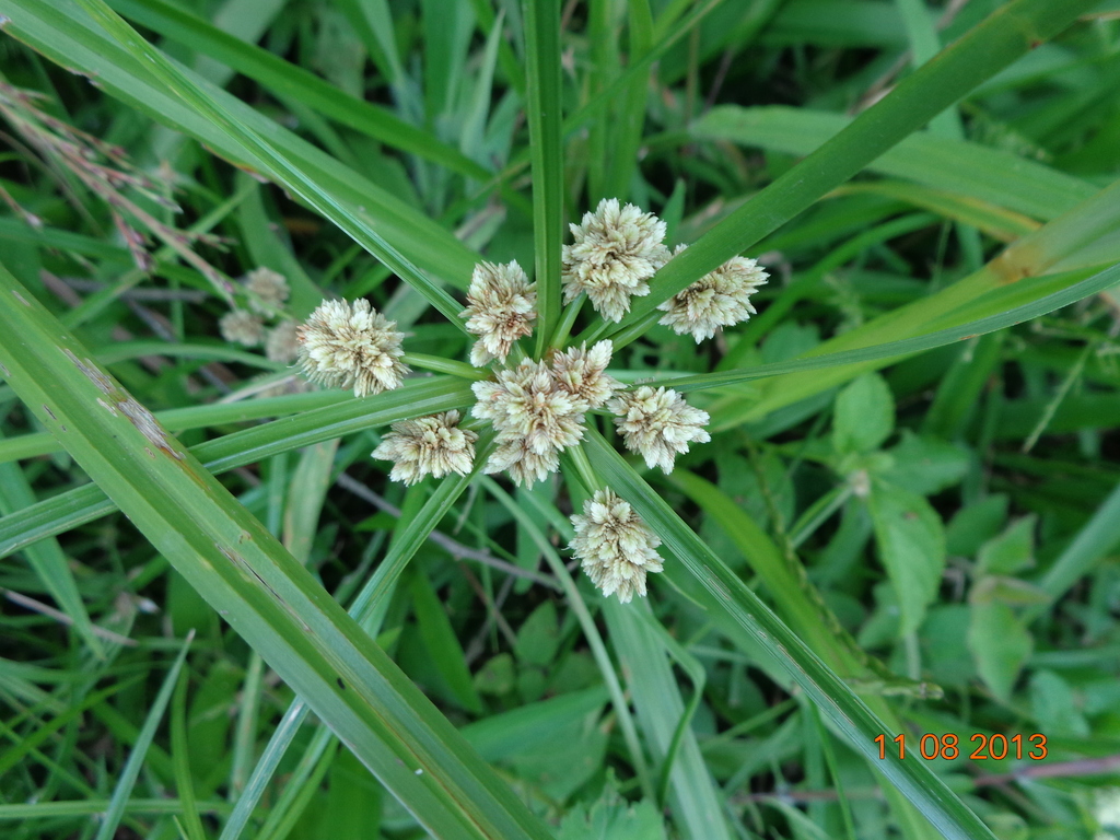 Cyperus globulosus (62-340 Facultative Species) · iNaturalist