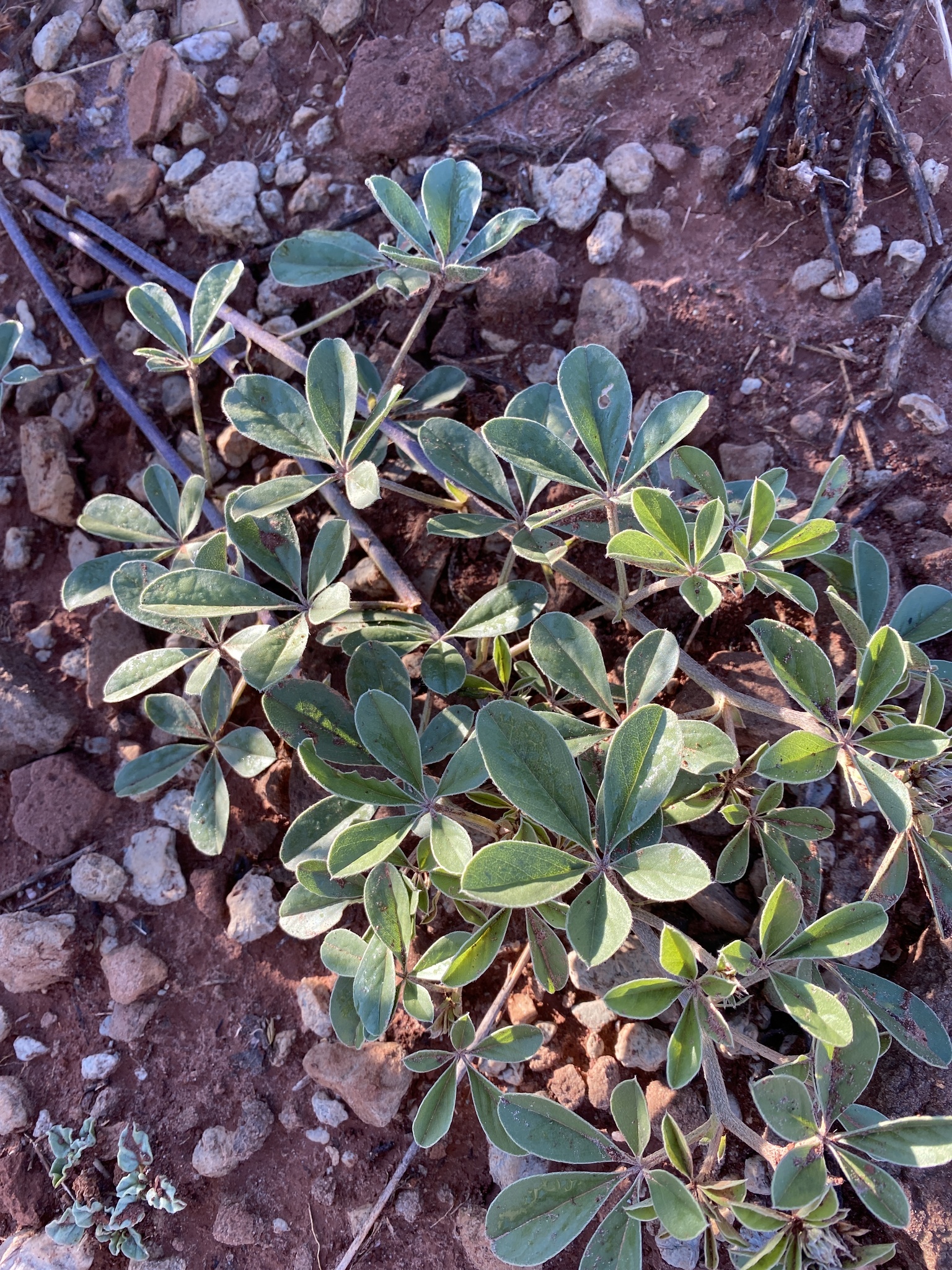 Pediomelum cuspidatum (Pursh) Rydb.