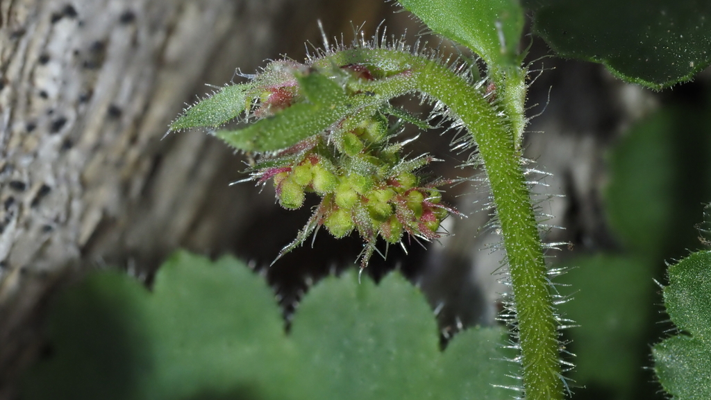 pink alumroot from San Diego County, CA, USA on April 29, 2023 at 10:40 ...