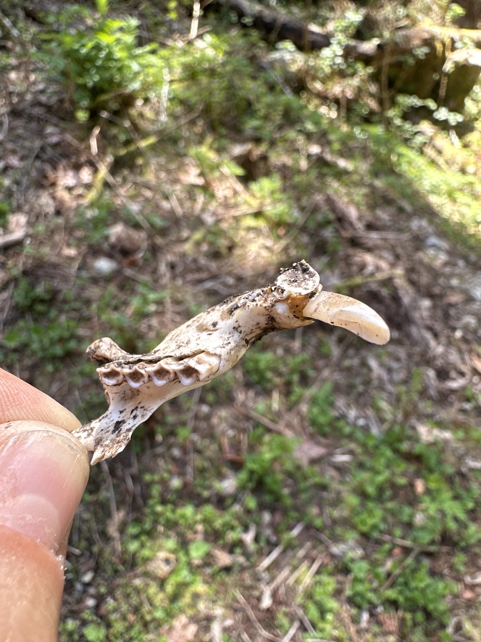 Aplodontia rufa (Rafinesque, 1817)