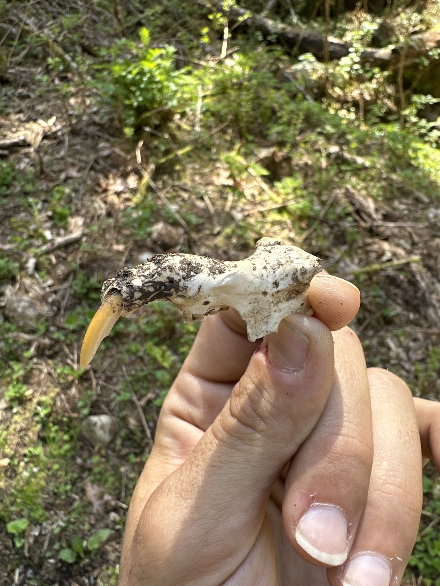 Aplodontia rufa (Rafinesque, 1817)