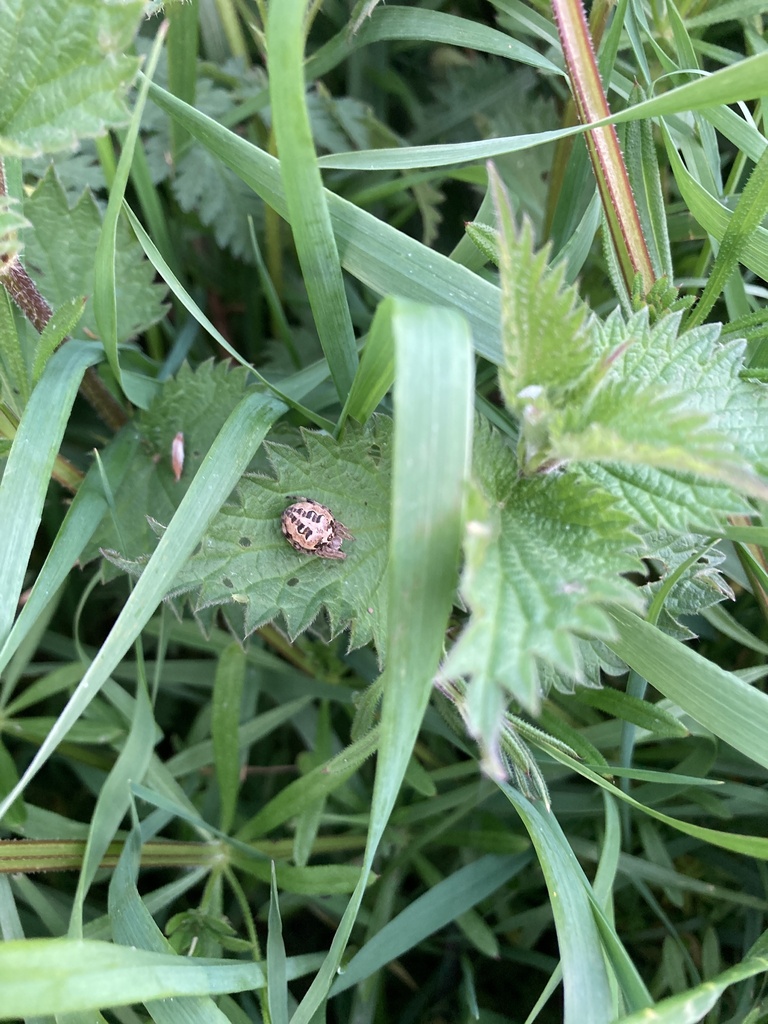 Furrow Spiders from Ings Lane, Hull, England, GB on 29 April, 2023 at ...