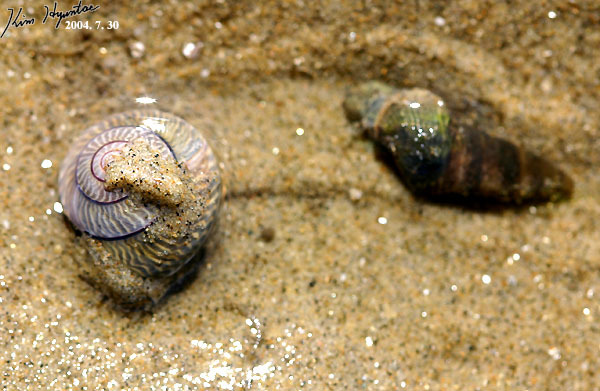 Umbonium thomasi (Crosse, 1863)