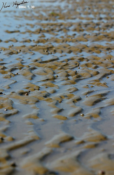 Umbonium thomasi (Crosse, 1863)