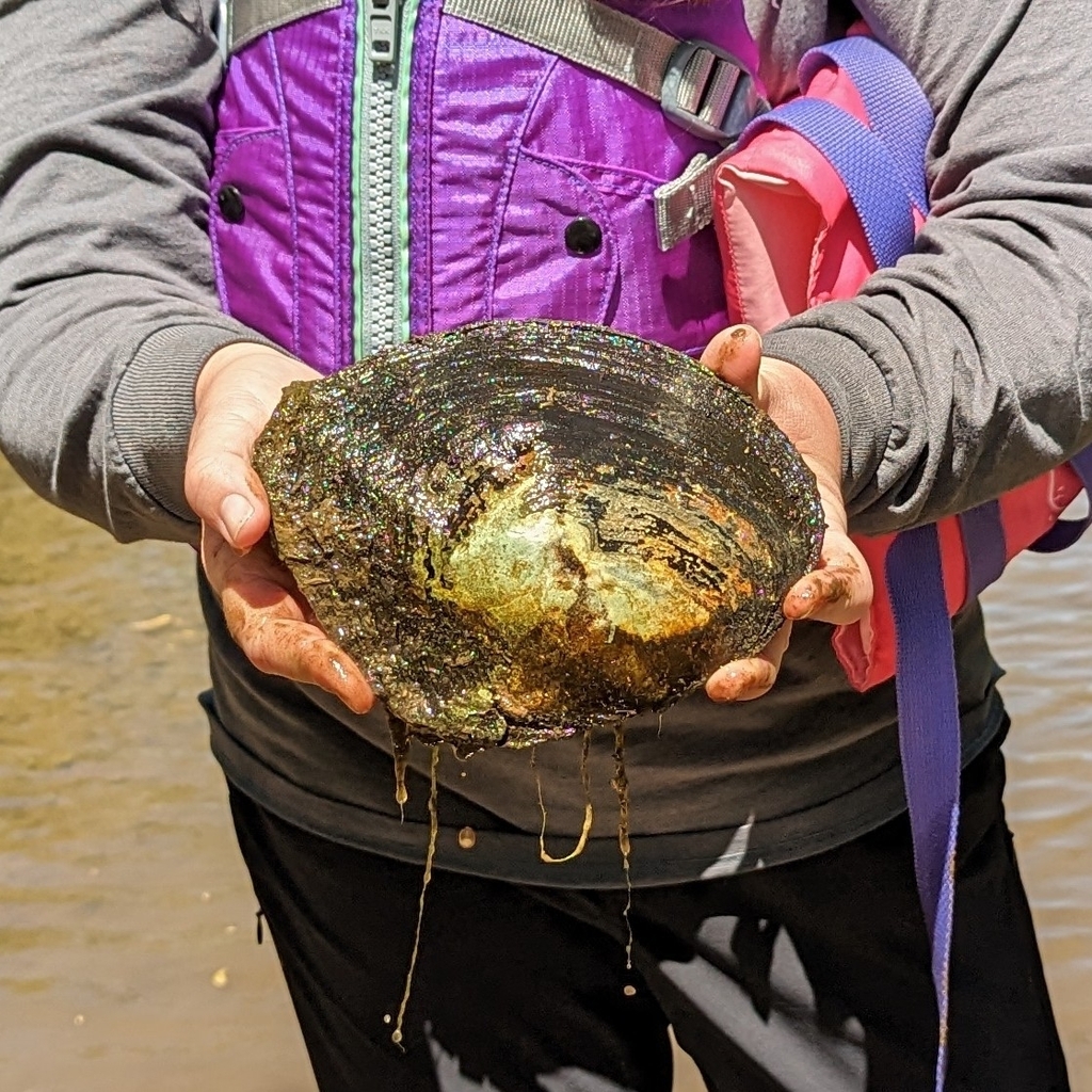 White Heelsplitter from Clear Creek Township, MO 65276, USA on April 29 ...