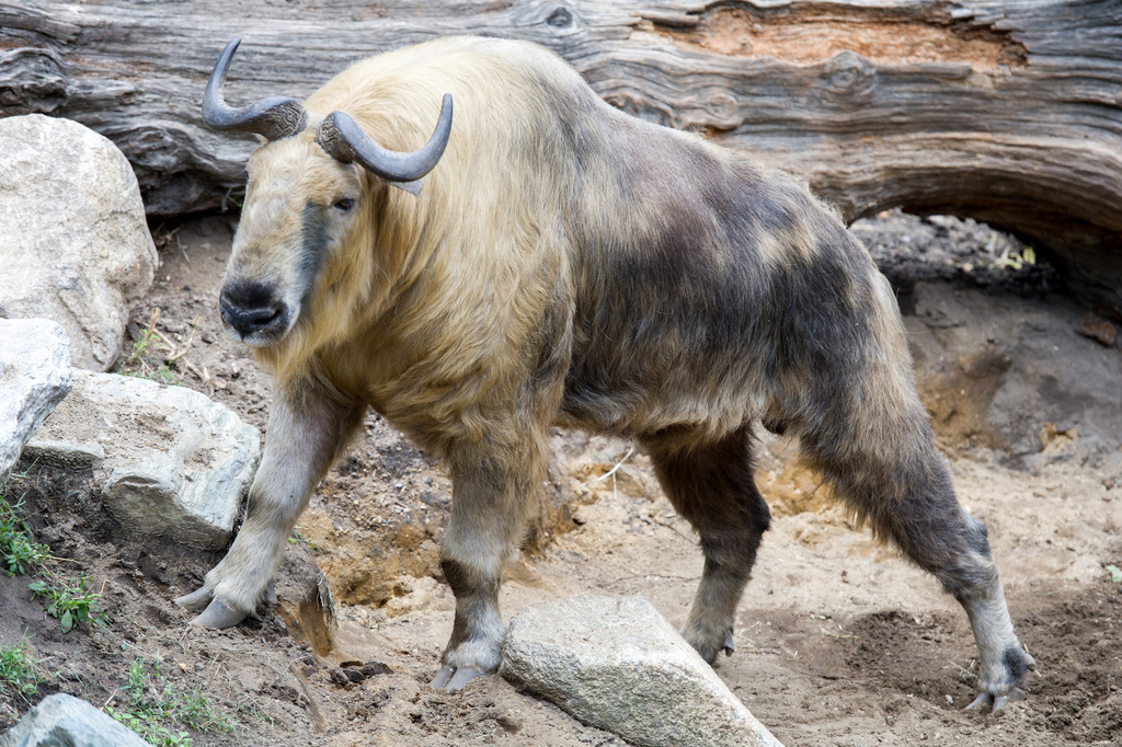 Sichuan Takin (Budorcas tibetana tibetana) - Know Your Mammals