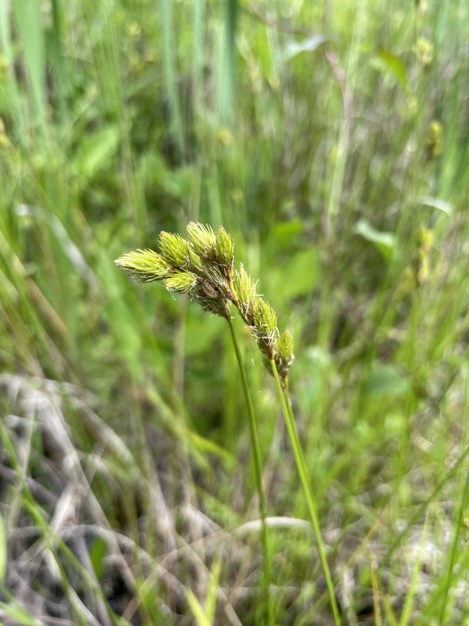 Carex scoparia Schkuhr ex Willd.