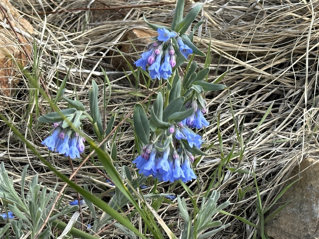 Prairie Bluebells from Fort Collins, CO, US on April 29, 2023 at 03:32 ...