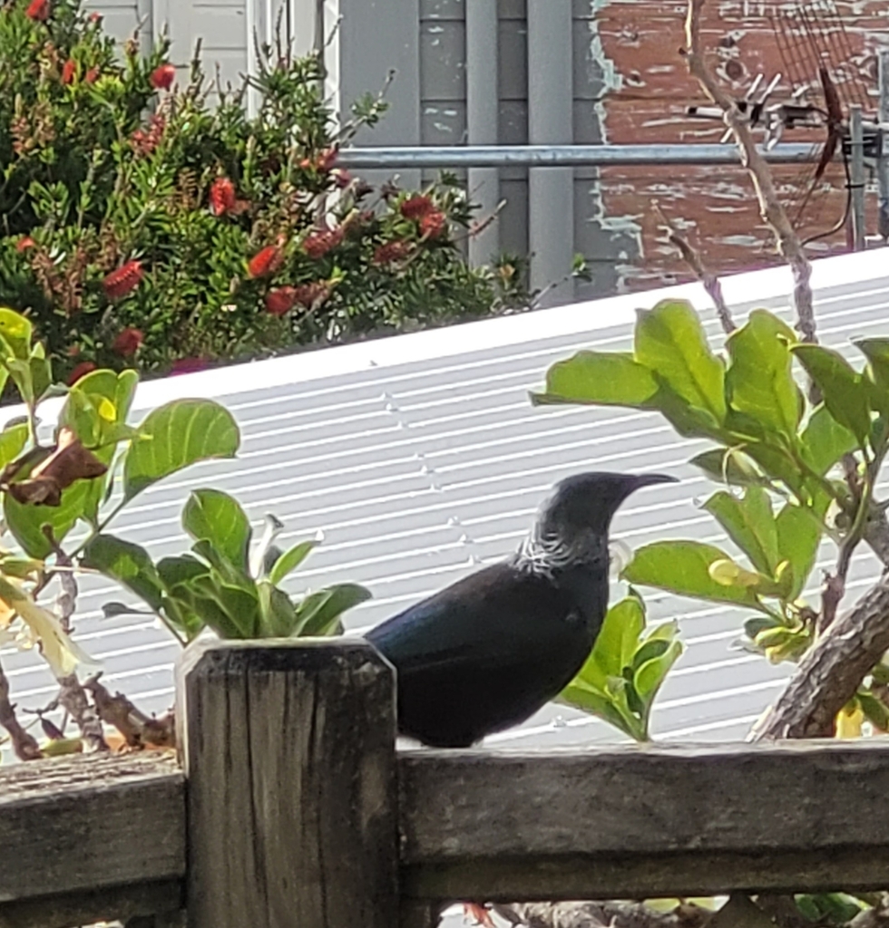 Tūī from Mount Cook, Wellington, New Zealand on April 30, 2023 at 10:21 ...