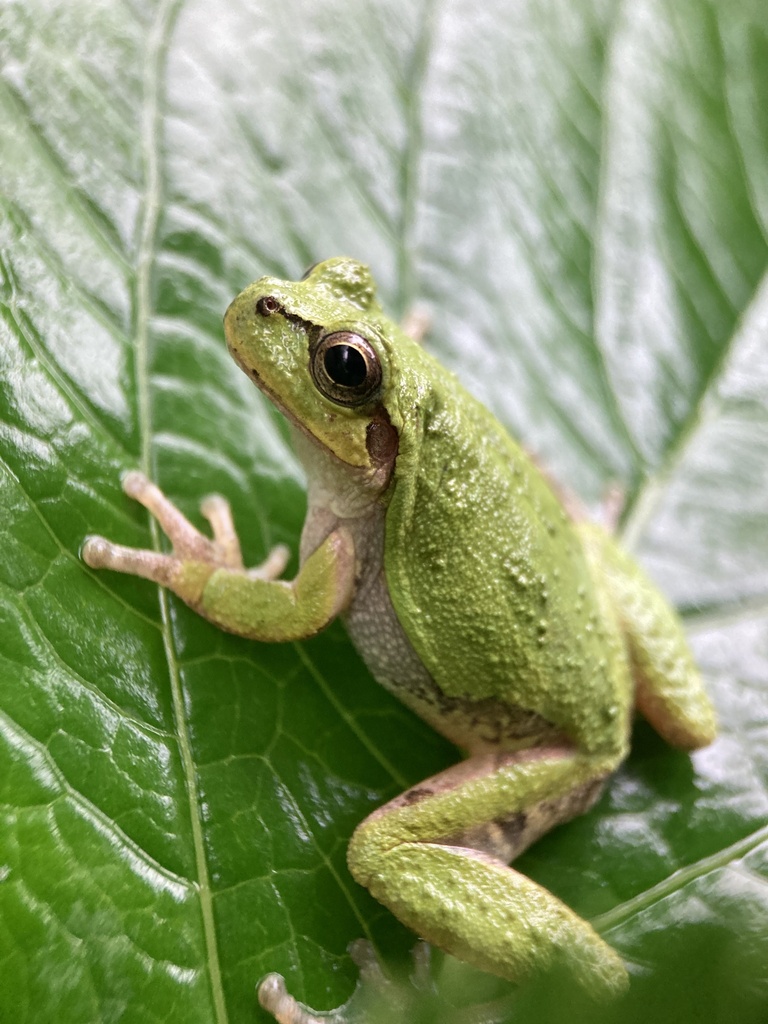 Japanese Tree Frog from 和泉町中本郷, 安城市, 愛知県, JP on April 30, 2023 at 07:29 ...