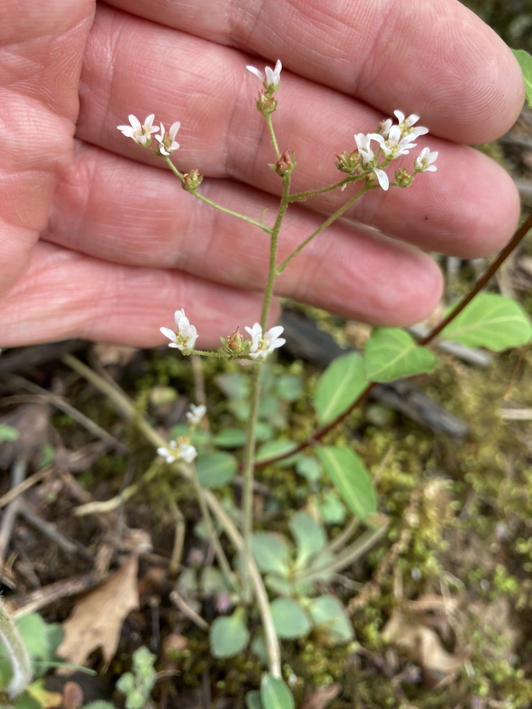 Virginia saxifrage from Hagerstown, MD, US on April 29, 2023 at 12:37 ...