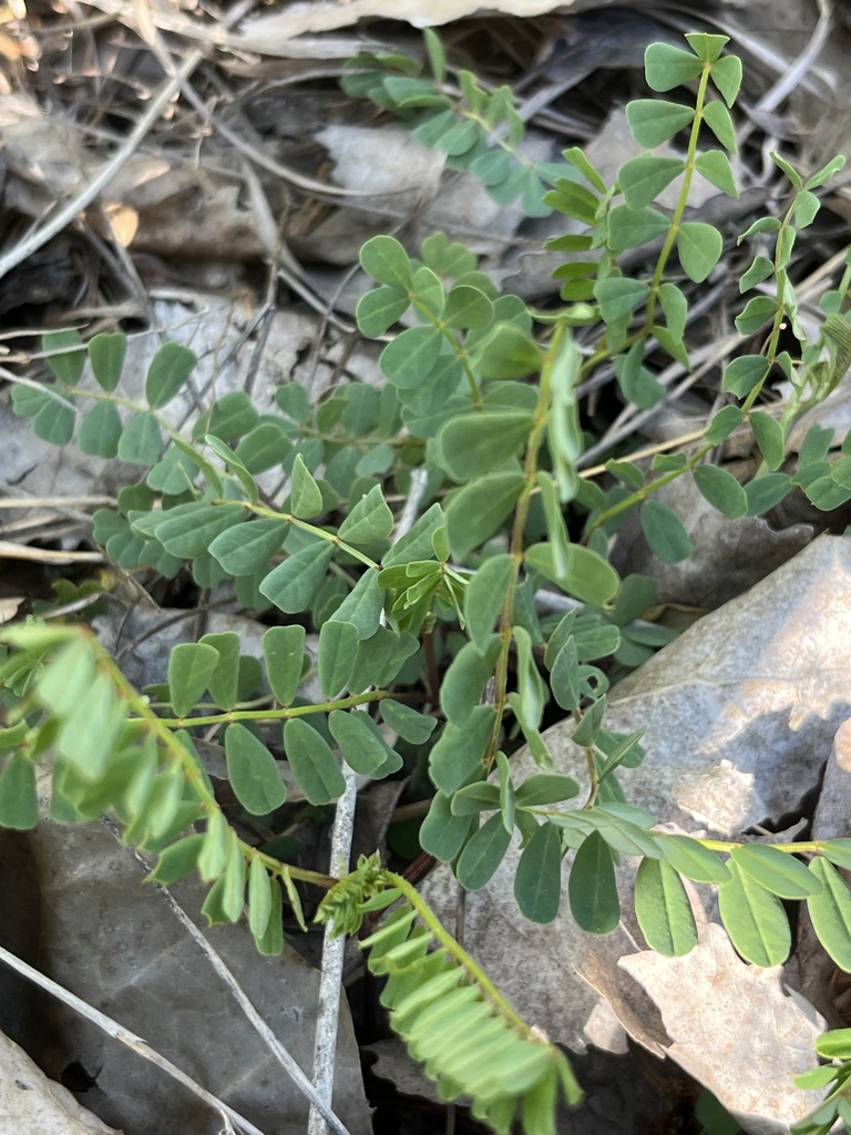 Something from RT-94, Augusta, MO, US on April 29, 2023 at 04:59 PM by ...