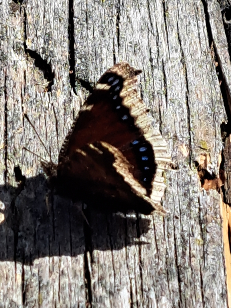 Mourning Cloak from Fish Creek Provincial Park on April 16, 2023 at 01: ...