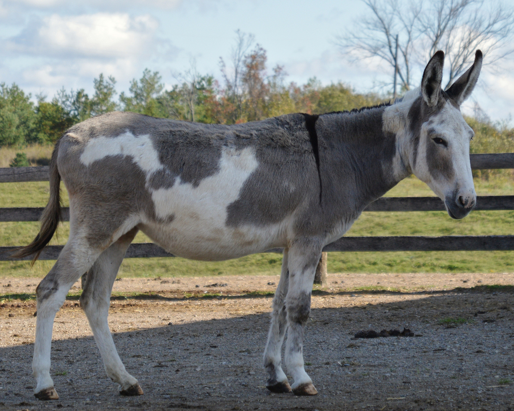 Donkey (Equus asinus) - Know Your Mammals