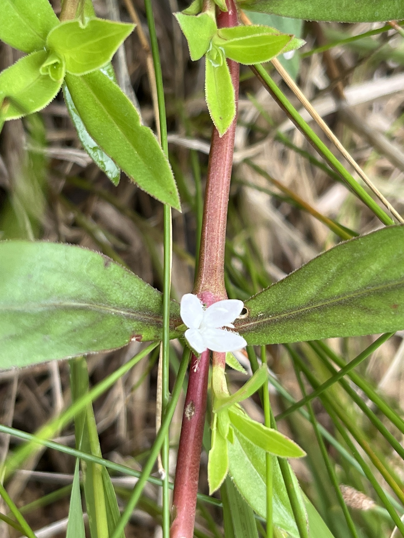 Diodia virginiana L.