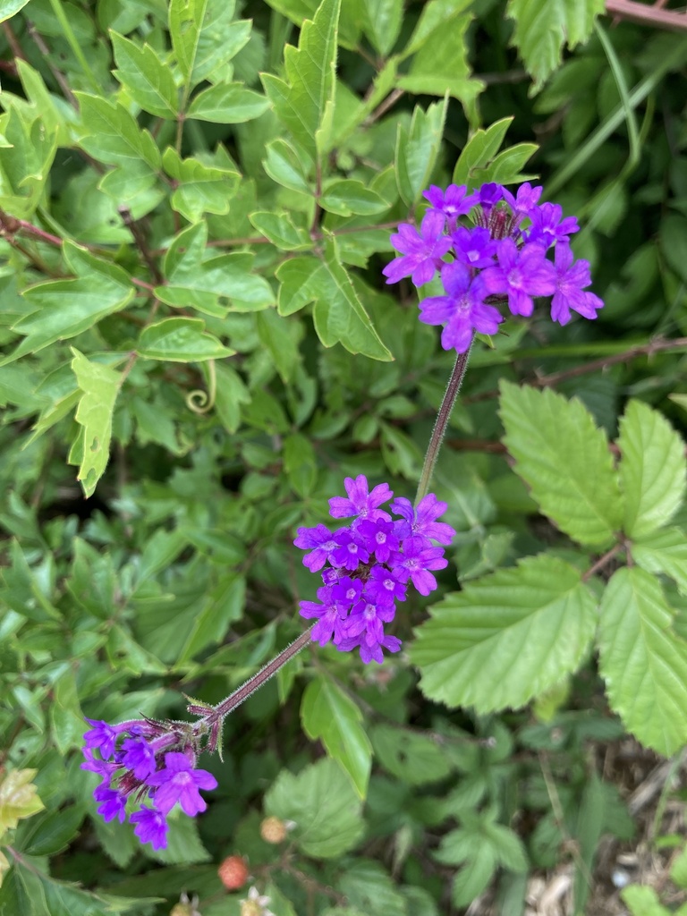 Slender Vervain from Memorial Park Conservancy, Houston, TX, US on ...