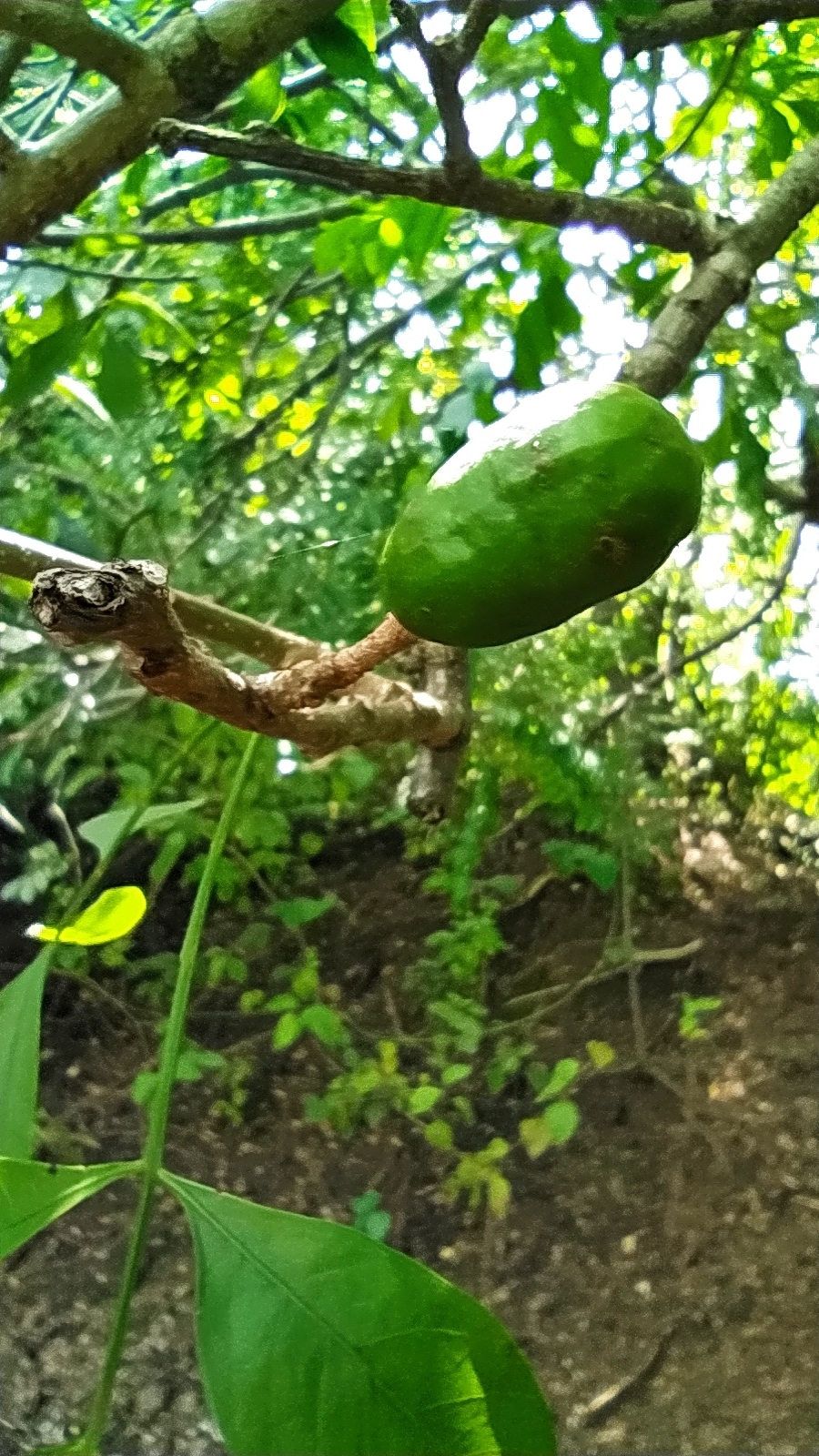 Spondias purpurea L.