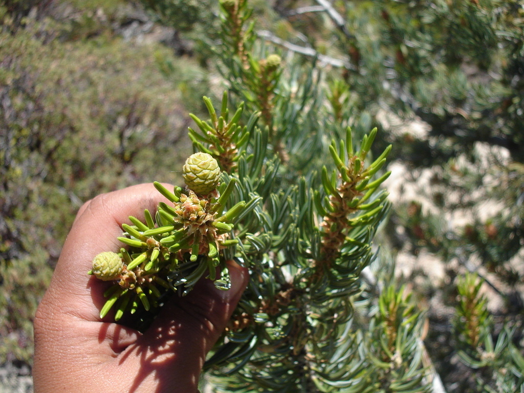 Parry pinyon from Sierra de Juarez, Baja California, México on January ...